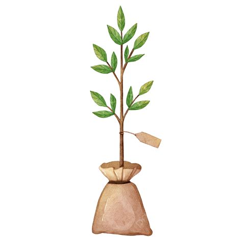 Small Sapling Bag Tree Branch Sapling Tree Little Sapling Png