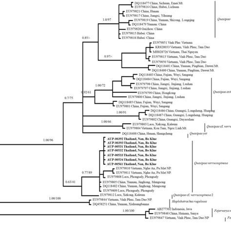 maximum likelihood consensus tree of the quasipaa verrucospinosa group