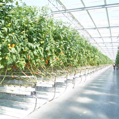 The Using Hydroponic Organic Fertilizer For Optimal Plant Growth