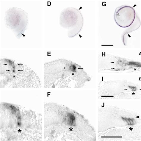 Expression Of Proneural And Neurogenic Genes In The Developing Cochlea