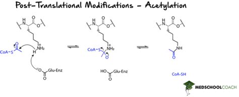 Post Translational Modification Of Proteins Mcat Biology Medschoolcoach