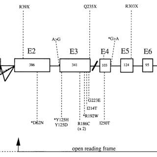 Exon Intron Boundary Sequences Download Table