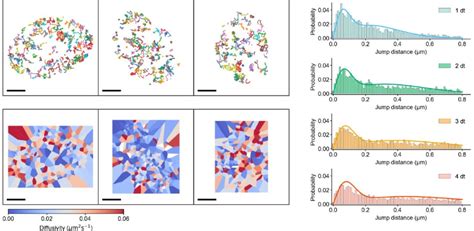 Microscopy Preprints New Tools And Techniques In Imaging And Bioimage