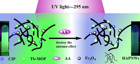 Schematic Illustration Of The Visual Detection Principle For Aa Based Download Scientific