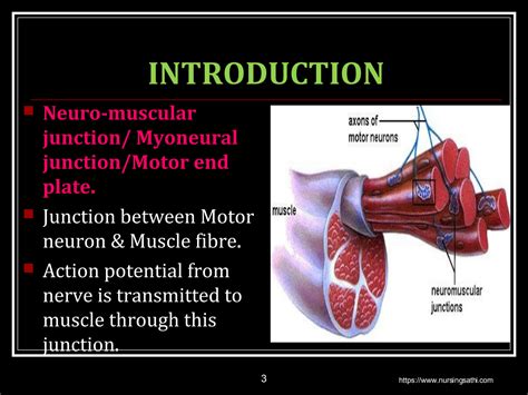 Solution Nursing Anatomy Neuromuscular Junctions Complete Detailed