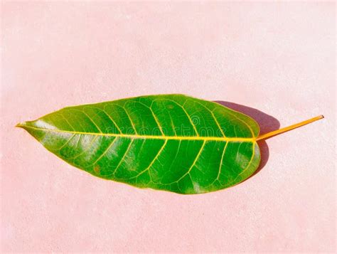Lamina Leaf