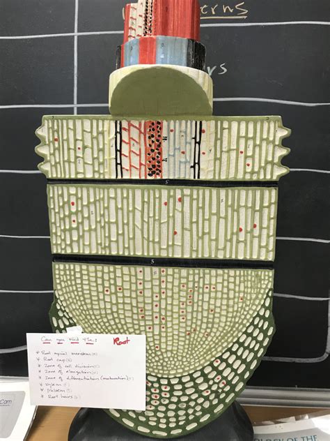 Root Diagram Diagram Quizlet