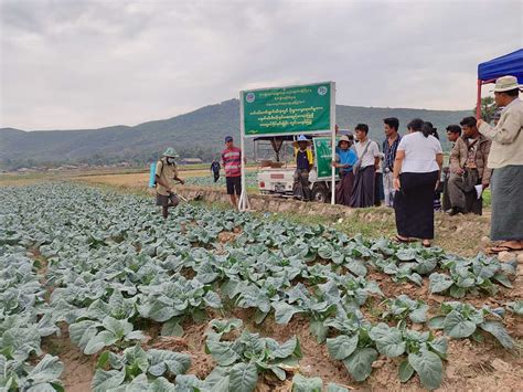 ပေါင်မြို့နယ်၌ ဟင်းသီးဟင်းရွက်သီးနှံများတွင်ကျရောက်တတ်သော ပိုးမွှားရောဂ