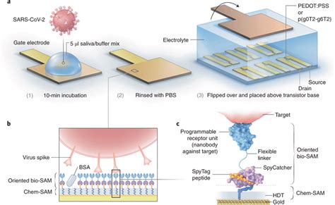 schematic of the nanobody functionalized oect sensor a operation the