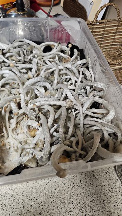 P Nats 2nd Full Flush Rmagicmushrooms