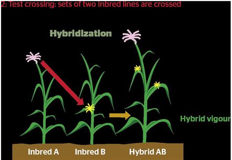Hybridization In Plants
