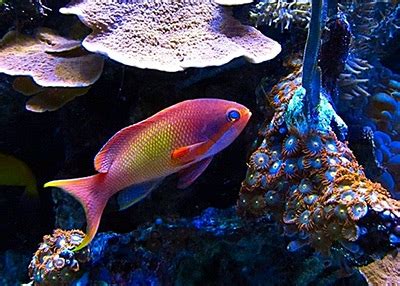 I Wish I Were A Fishwith A Lateral Line System Reef Builders The Reef And Saltwater