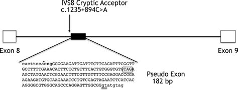 Diagram Of Splice Site Disruption Of Ighmbp2 Nm00211802 Genomic Download Scientific