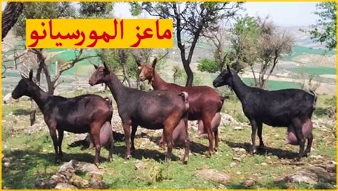 سلالة ماعز المورسيانو وأهم مواصفاتها الانتاجية الفلاحة تيفي