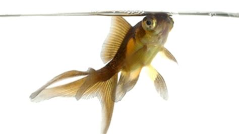 How Do Fish Hide In Clear Waters