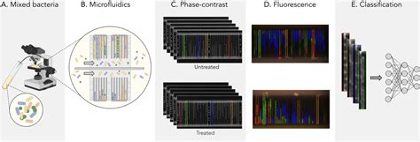label free deep learning based species classifi
