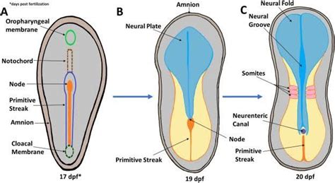 Third Week Of Development Gastrulation My School Exams