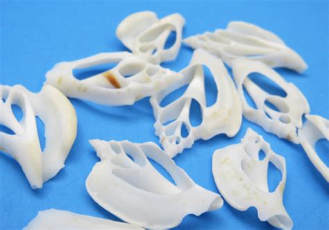 White Center Cut Strombus Variabilis 10 Shells Approx 1 1 5 Inches