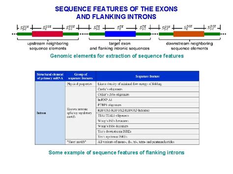 Decoding Of Exon Splicing Patterns In The Human