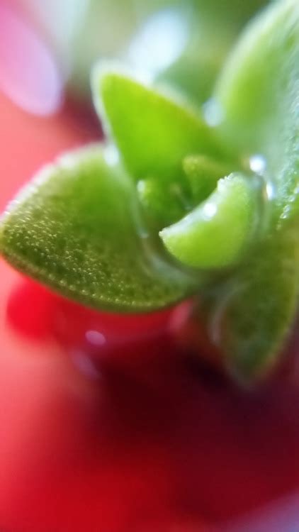 Post 165889337887 Graptoveria Tumbex