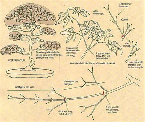 Roy Hawkins Royhawkinszy7 Bonsai Pruning Bonsai Styles Bonsai Garden