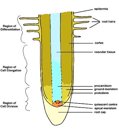 Cortex Of Root Tip