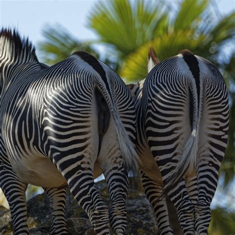 Zébrures Eric Baudoin Thanks For Your Faves Comments And Awards Flickr