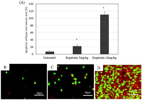 Apoptotic Cells Quantification Of The Harvested Tumor Section Stained Download Scientific