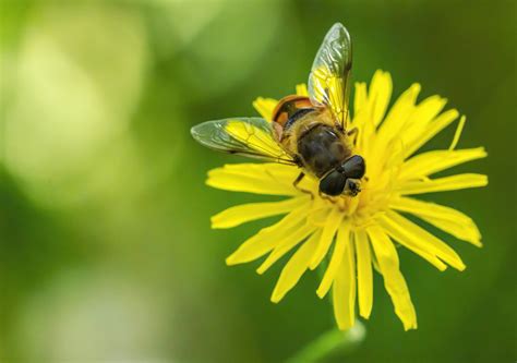 Schwebfliege Foto And Bild Tiere Wildlife Insekten Bilder Auf