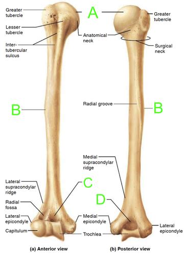 Bones Of Upper Appendicular Skeleton Flashcards Quizlet