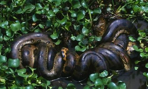 Scientists Discover The Largest Anaconda Ever Found In The Amazon