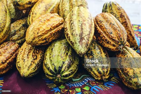 신선한 코코아 포드 Theobroma 카 카오 열매의 더미의의 근접 촬영 거리 열 대 과일 시장입니다 이국적인 음식 개념의 추수입니다 갈색에 대한 스톡 사진 및 기타 이미지