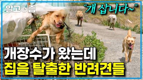 세나개 촬영 중 역대급 비상 상황 발생🚨 하필 개장수가 나타났을 때 가출해 버린 5마리의 반려견과 보호자의 숨 막히는 술래잡기｜세상에 나쁜 개는 없다｜알고e즘 Youtube