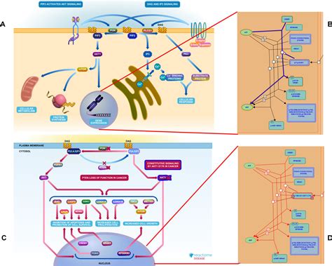 Figure 1 From The Reactome Pathway Knowledgebase 2024 Semantic Scholar
