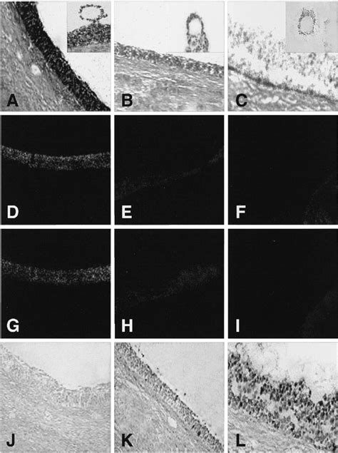 The Localization Of Connexin 43 Cx43 Mrna Was Examined By In Situ Download Scientific Diagram