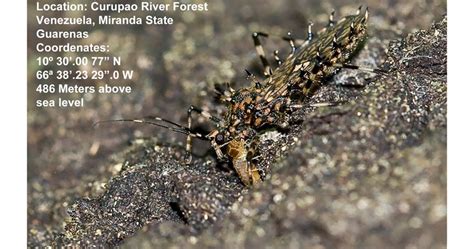 Digital Camera Adventures Field Notes Termite Assassin Bug