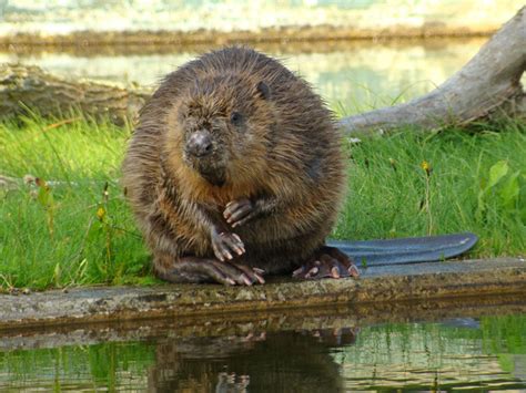 Бобры - умелые строители | Энциклопедия животных
