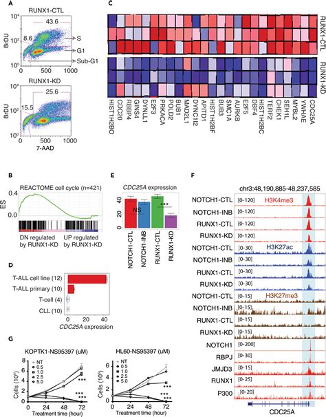 runx1 colludes with notch1 to reprogram chromatin in t cell acute