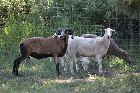 From The Ground Up Sick Sheep Seldom Survive