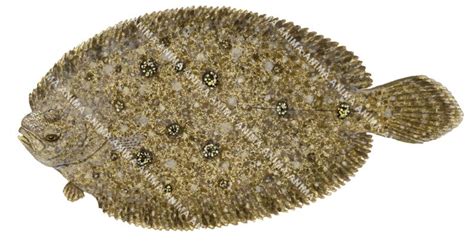 Smalltooth Flounderpseudorhombus Jenynsiihigh Res Scientific