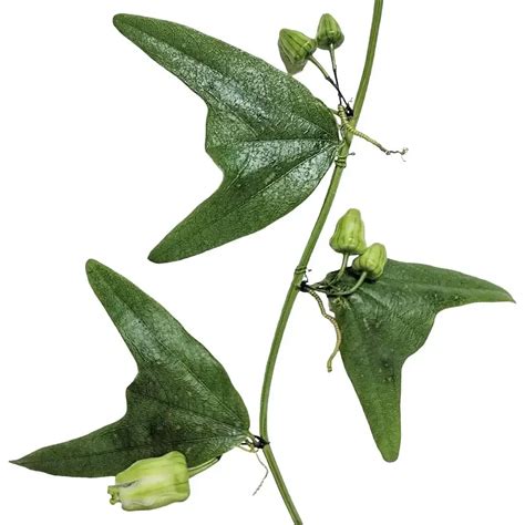 Passiflora Biflora Buy Online At Foliage Factory