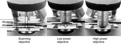 Microscope Lab Anatomy And Physiology I Oer Lab Manual