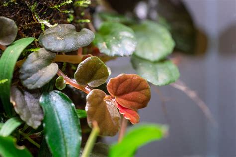 Pellionia Repens Daveauana Trailing Watermelon Begonia Med Rooted Cutting Aquatic Plants Sa