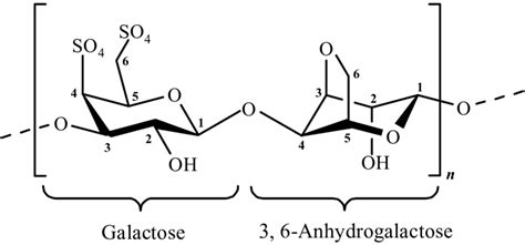 The Suggested Structure Of Agar Extracted From Melanothamnus Somalensis