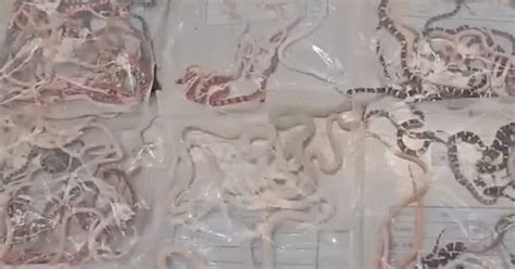 바지 속에 뱀 104마리 ‘꿈틀… 국경 넘던 수상한 여행객 잡고 보니