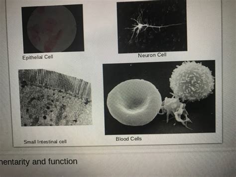 Bio 201 The Cells Flashcards Quizlet
