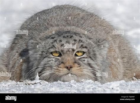 Mongolia East Mongolia Steppe Area Pallass Cat Otocolobus Manul