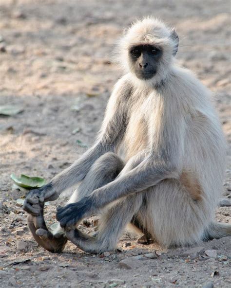 Hanuman Langur Semnopithecus Entellus Stock Image Image 17965185