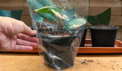 Ficus Plant Propagation Bringing New Life To Your Plant