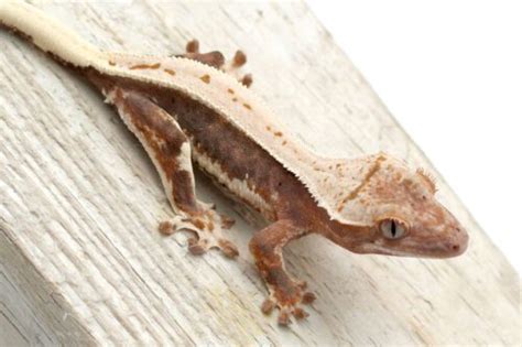 Lilly White Male Seta Reptiles